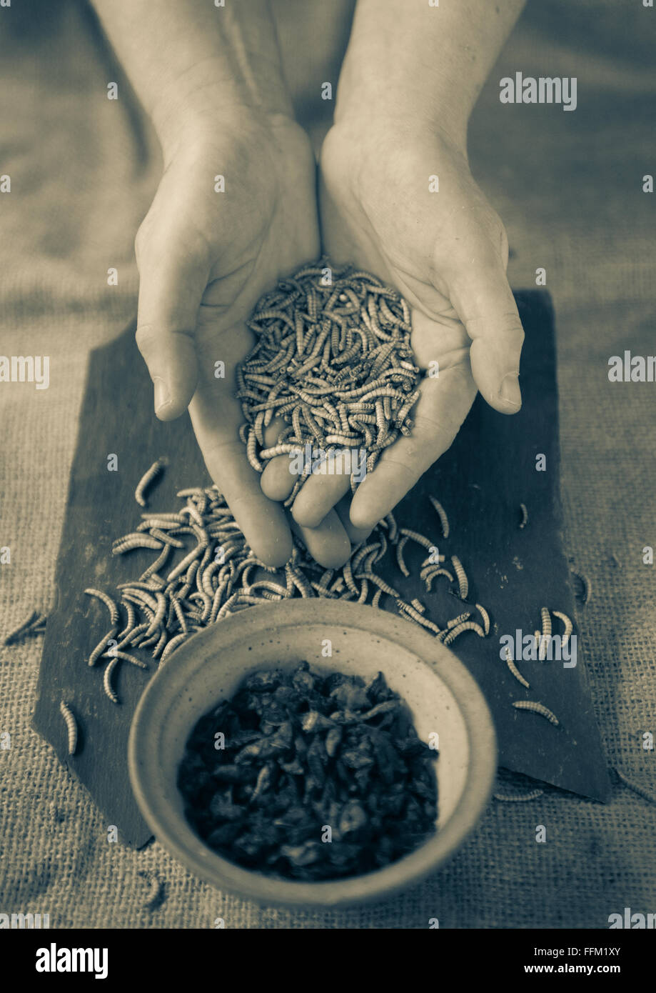 Eating insects hi-res stock photography and images - Alamy