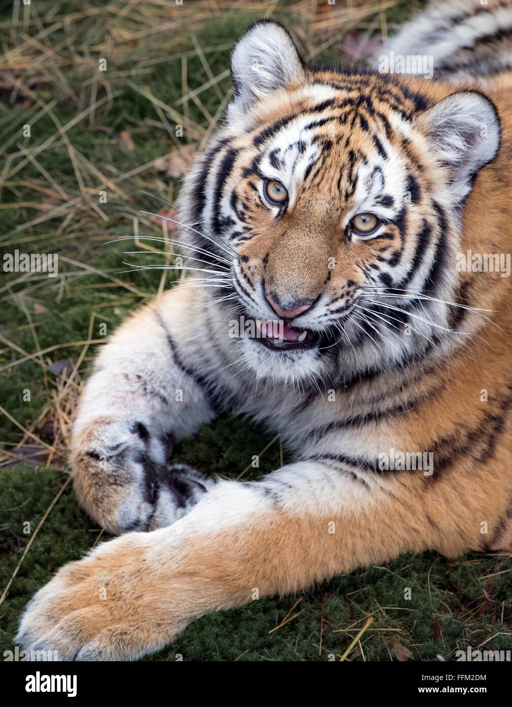 Female Amur tiger cub looking towards camera Stock Photo - Alamy