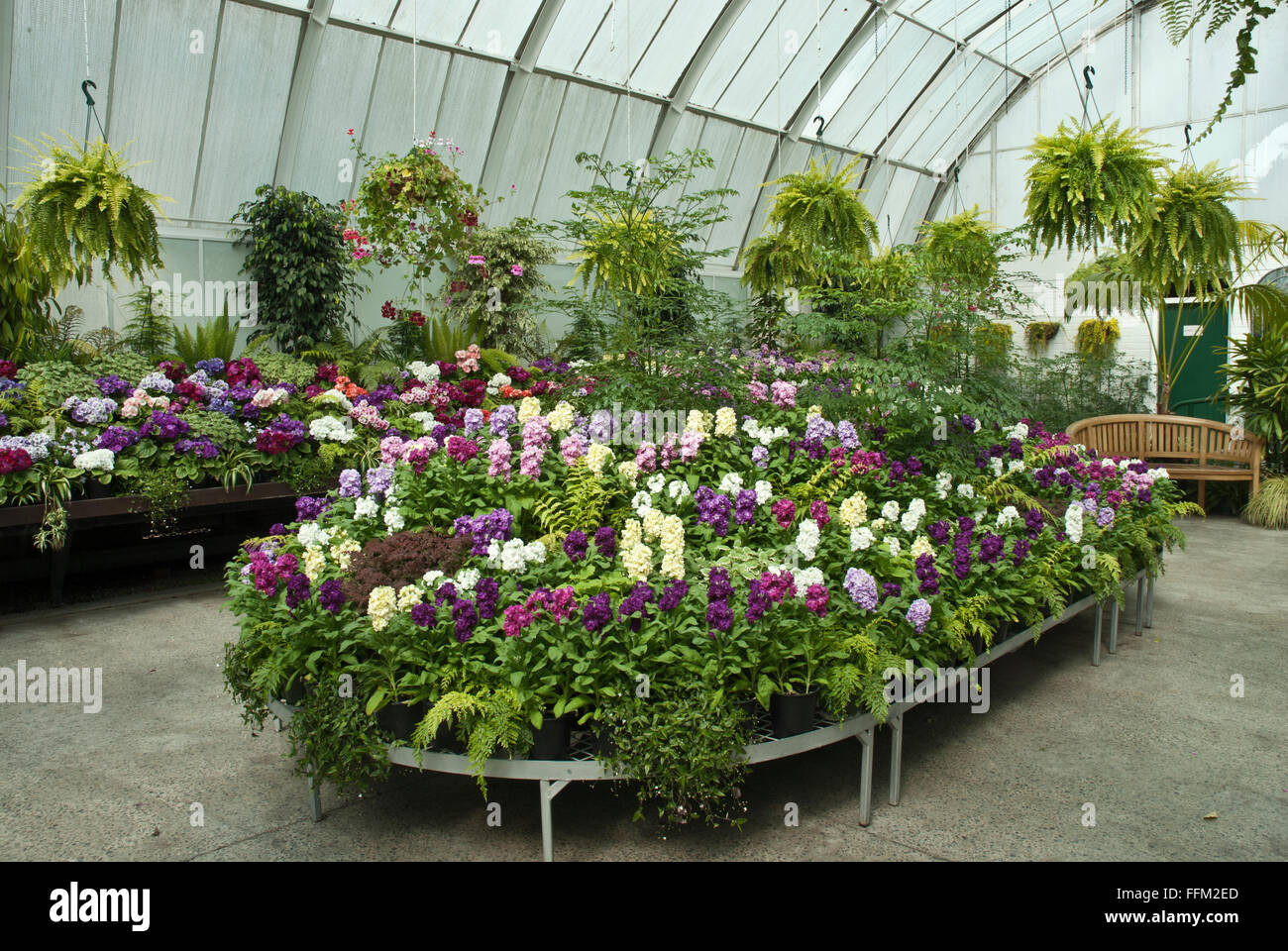 Nz ferns hi-res stock photography and images - Alamy