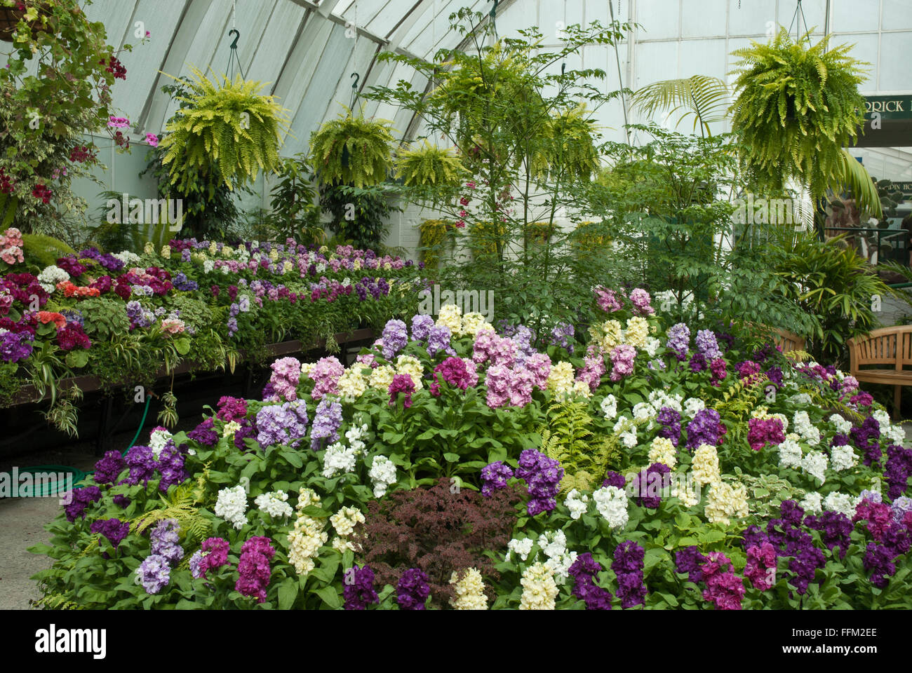 Nz ferns hi-res stock photography and images - Alamy