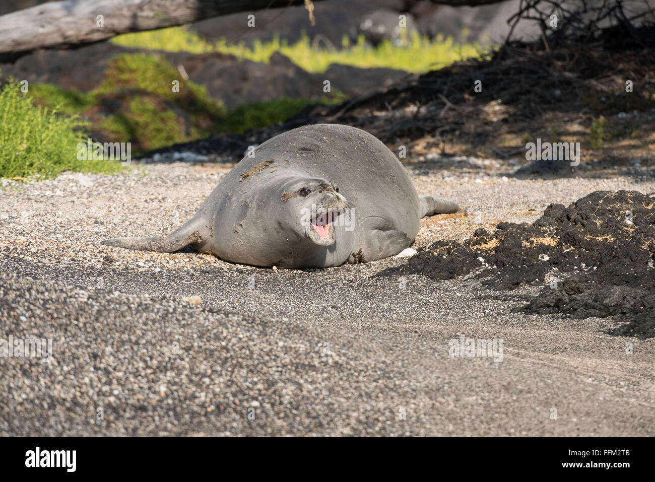Hawaiian monk seal walking on beach, Big Island, Hawaii Stock Photo - Alamy