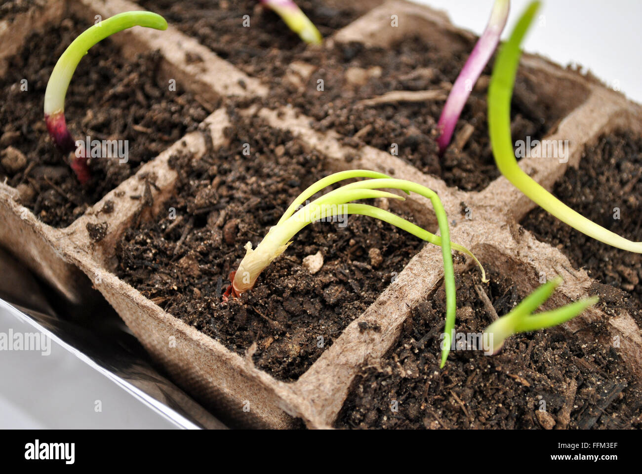 Growing spring onion red hi-res stock photography and images - Alamy