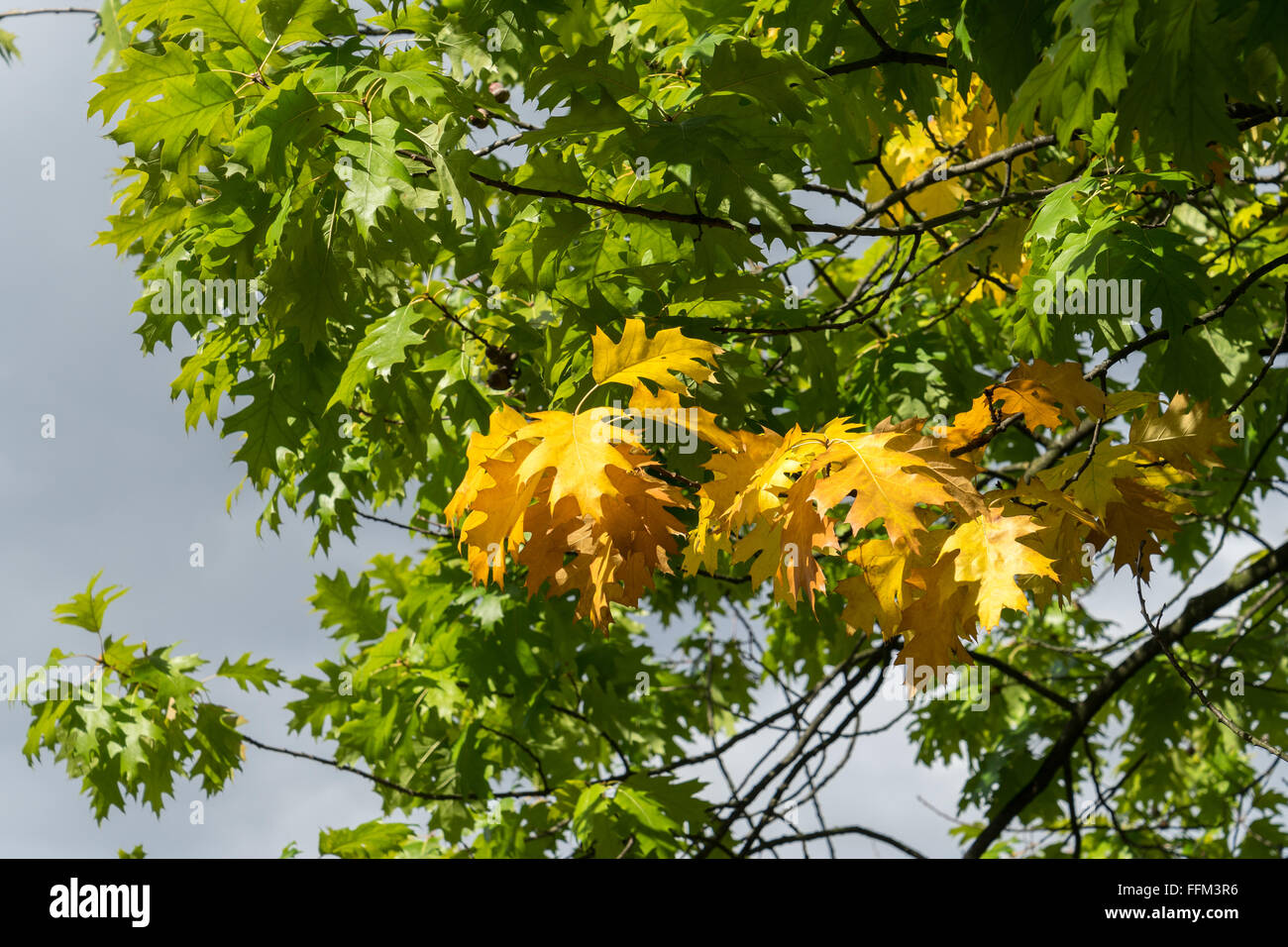Masses of branches hi-res stock photography and images - Alamy
