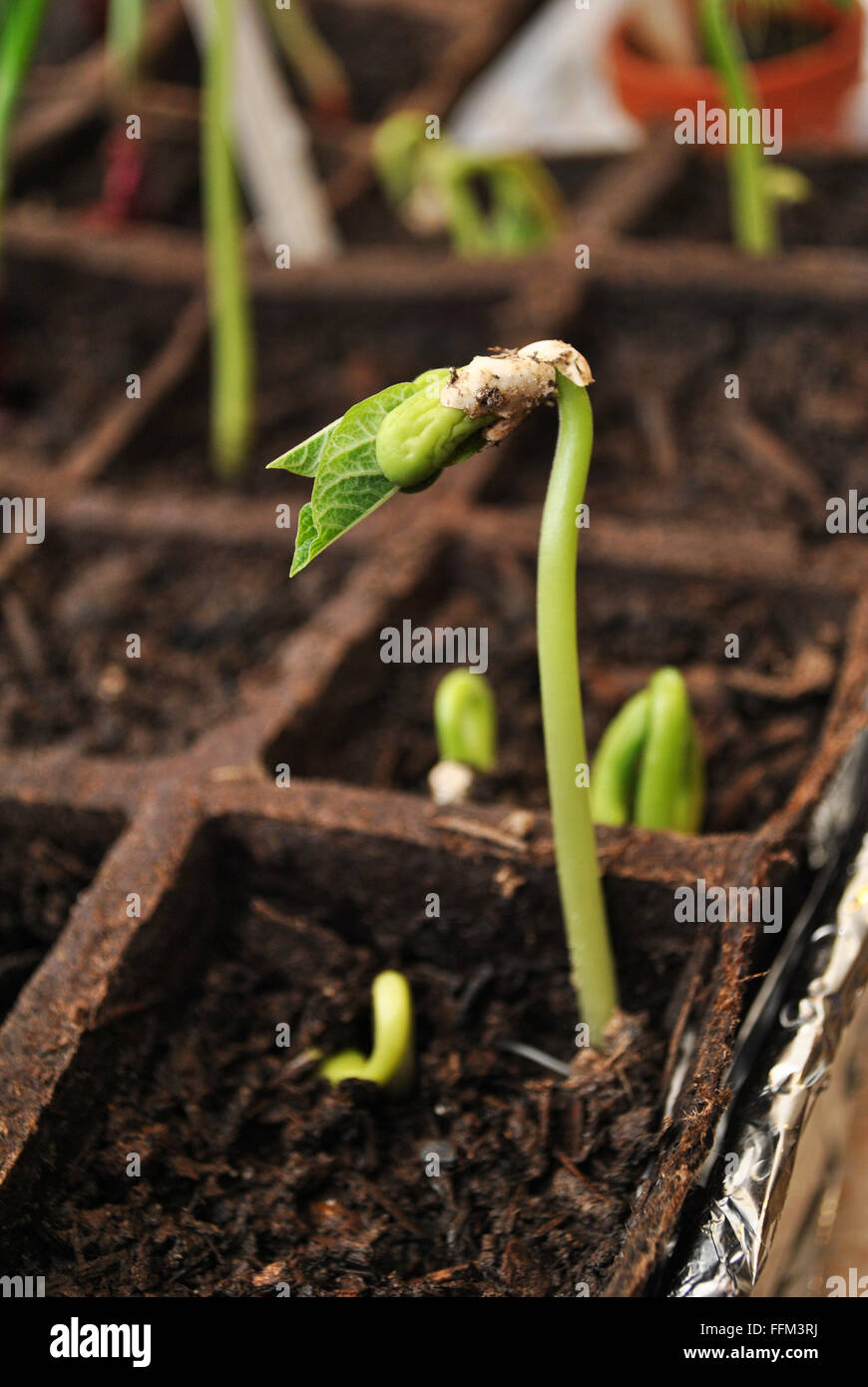 Bean Seedling Growing in a Peat Pot Stock Photo - Alamy