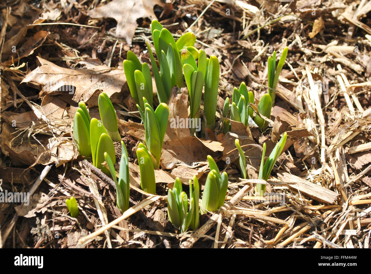 Daffodil Plants Growing in the Springtime Stock Photo - Alamy