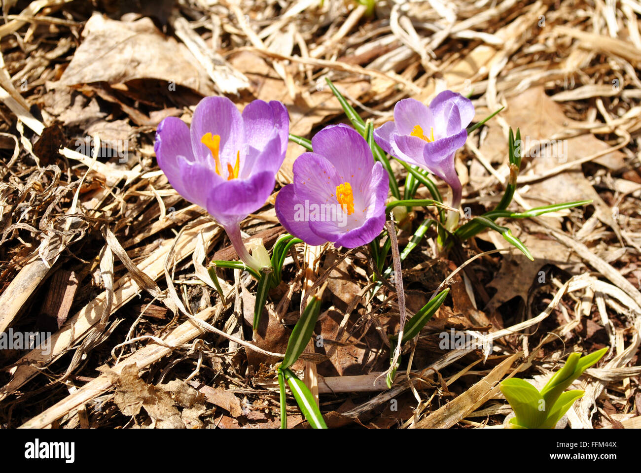Early spring purple hi-res stock photography and images - Alamy