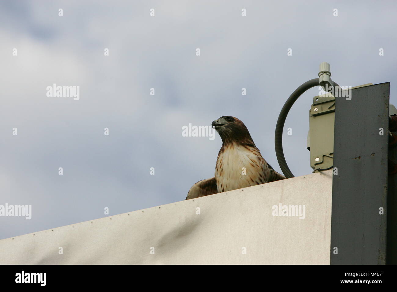 Hawk kills squirrel and holds her in his hand, Sitting on a football ...