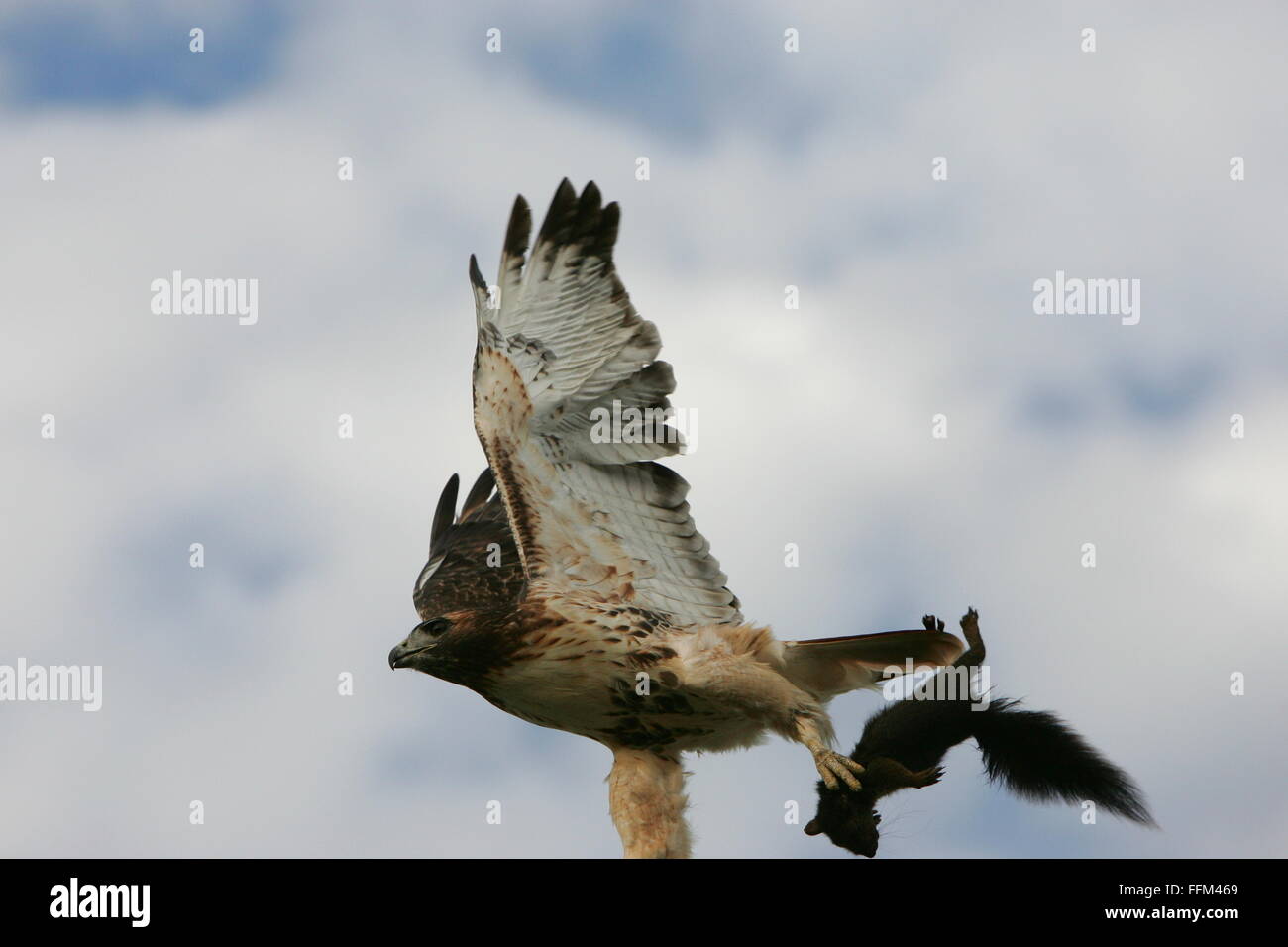 Hawk kills squirrel and carries squirrel through the sky in London ...