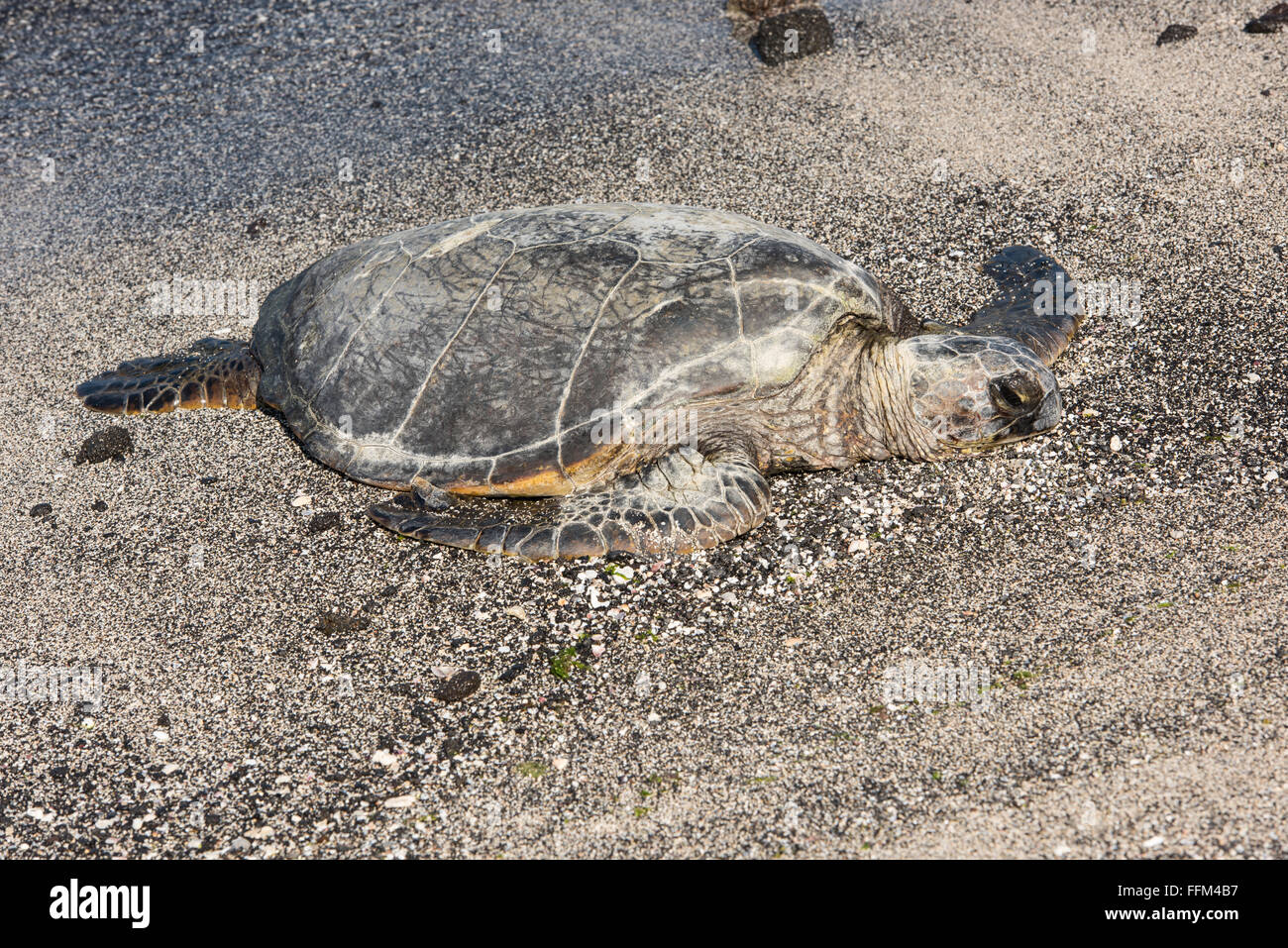Basking turtle hi-res stock photography and images - Alamy