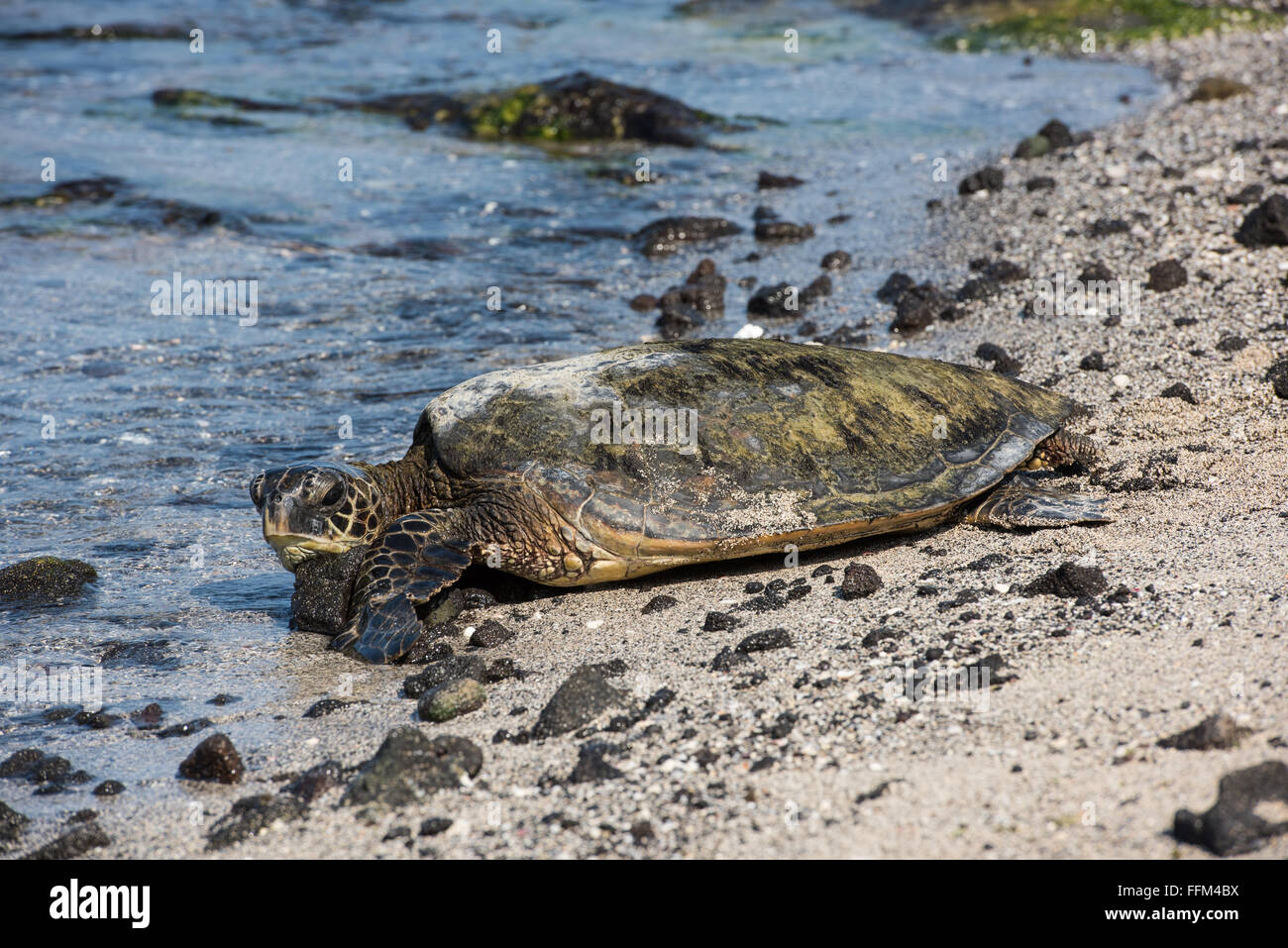 Hawaiian green sea turtle basking on a beach, Big Island, Hawaii Stock ...