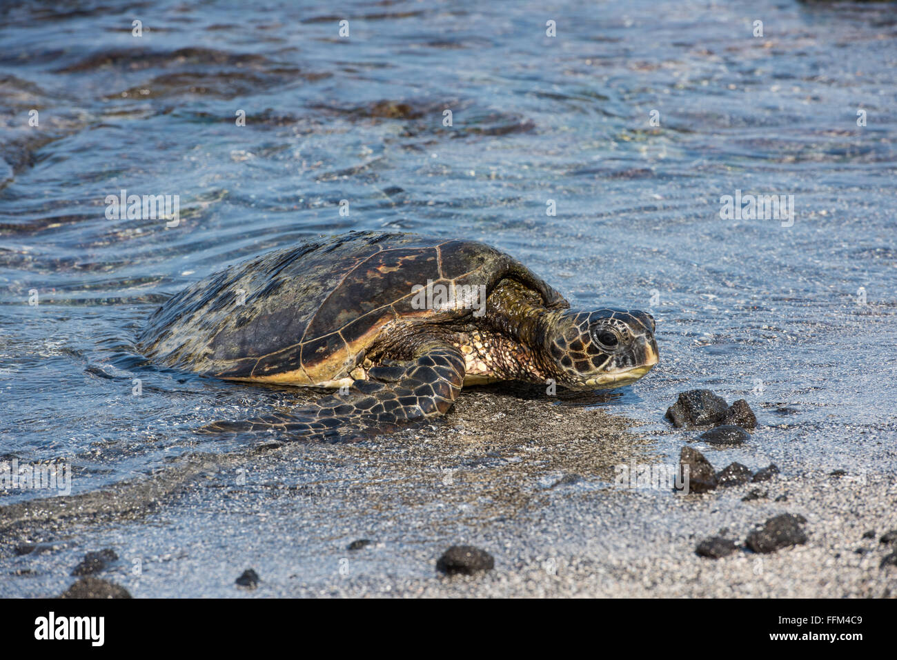 Green sea turtle hi-res stock photography and images - Alamy