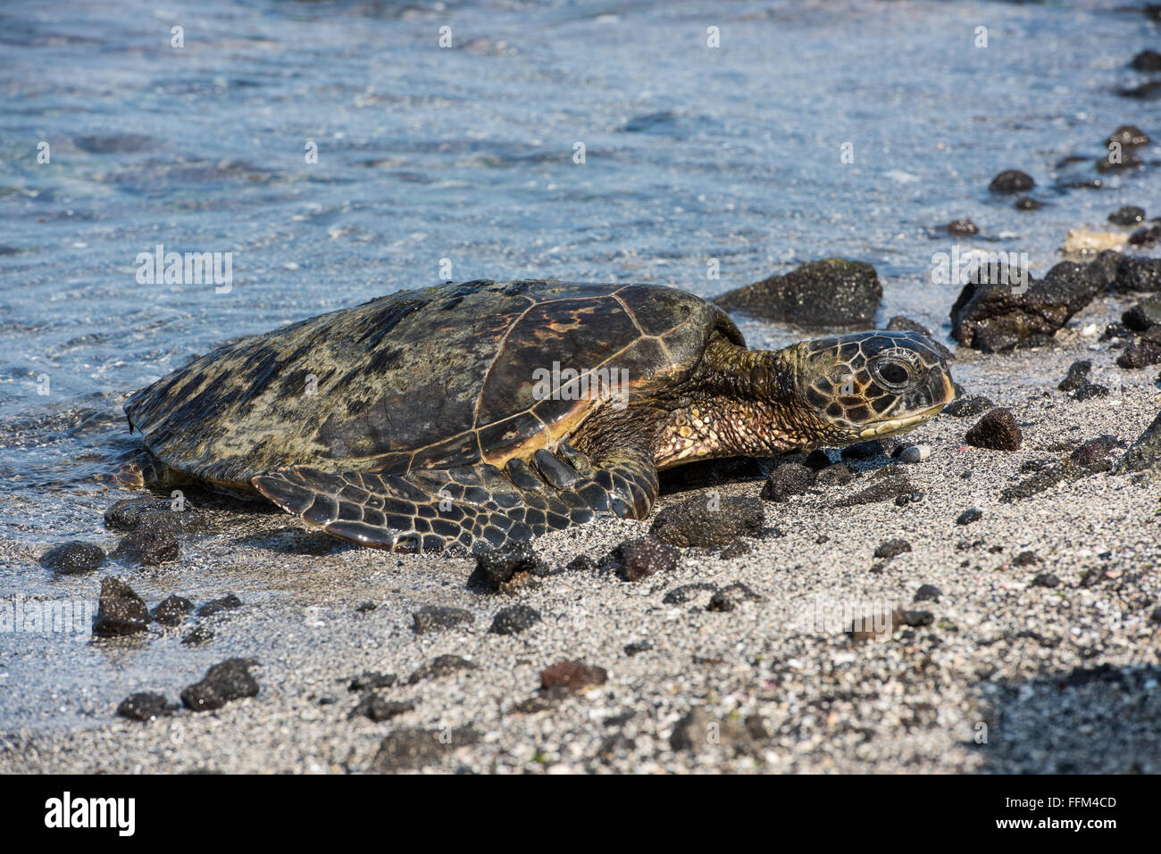 Hawaiian green sea turtle basking on a beach, Big Island, Hawaii Stock ...