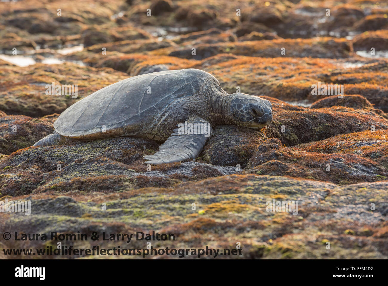Hawaiian green sea turtle basking on a beach, Big Island, Hawaii Stock ...