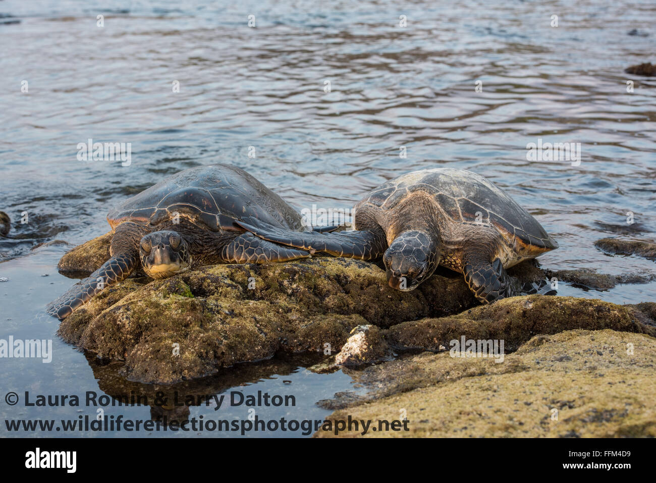 Sea turtles on rock hi-res stock photography and images - Alamy
