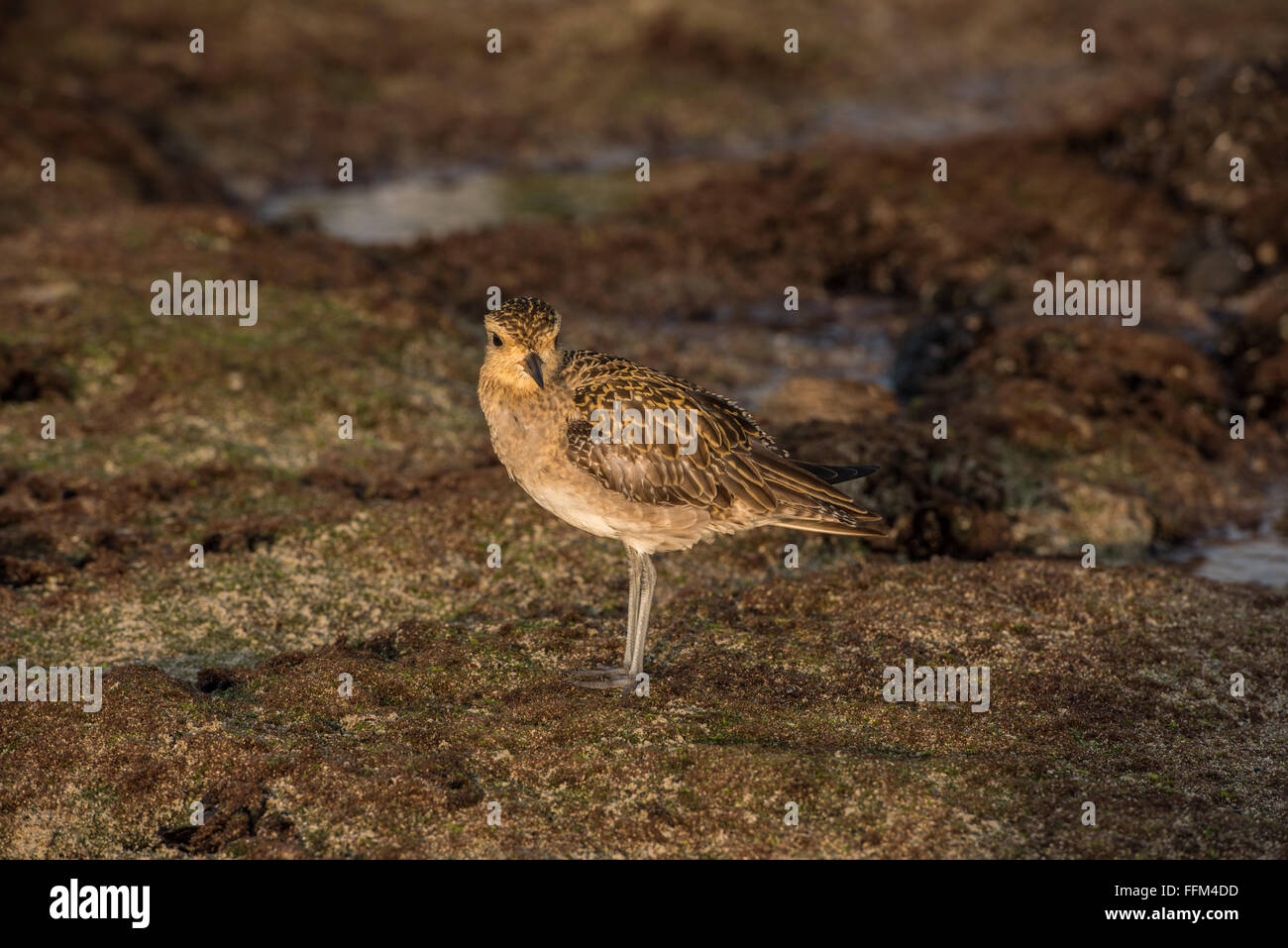 Non-breeding adult Pacific golden plover, Big Island, Hawaii Stock ...