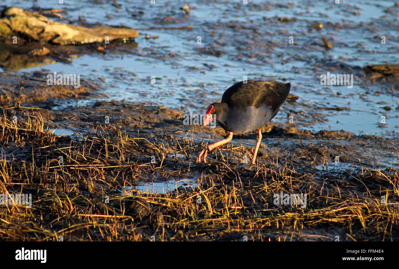 Pukeko bird red beak hi-res stock photography and images - Alamy