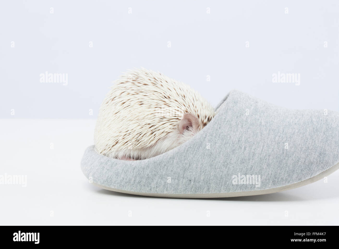White hedgehog going into a slipper Stock Photo - Alamy