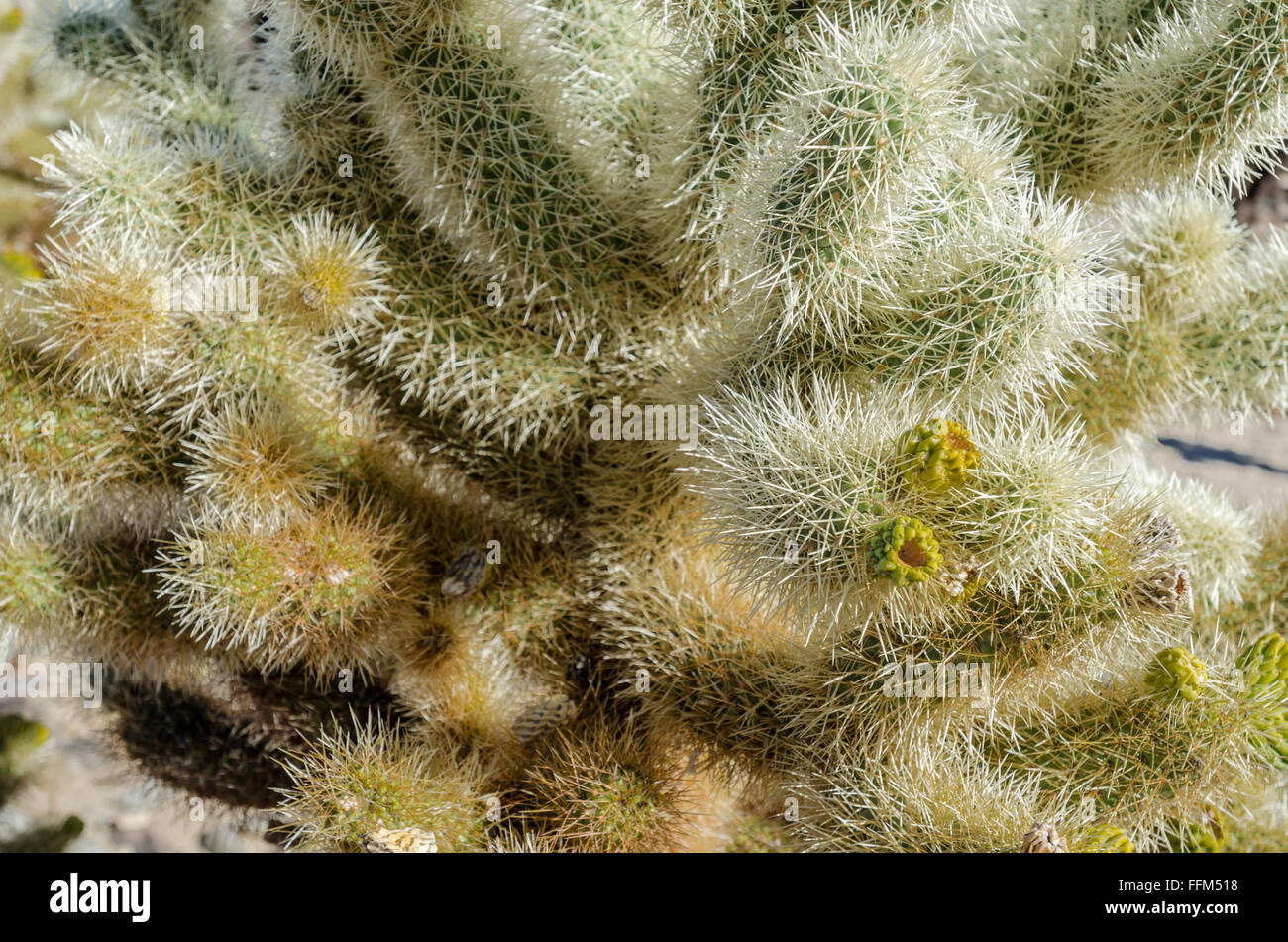 Barbed cholla cactus hi-res stock photography and images - Alamy