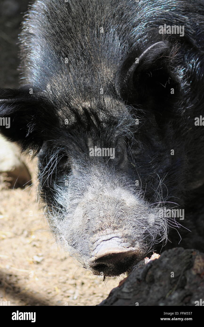 Auckland pig hi-res stock photography and images - Alamy