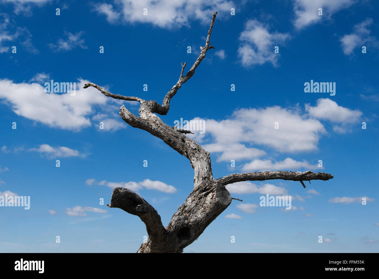 Dead palm tree hi-res stock photography and images - Alamy