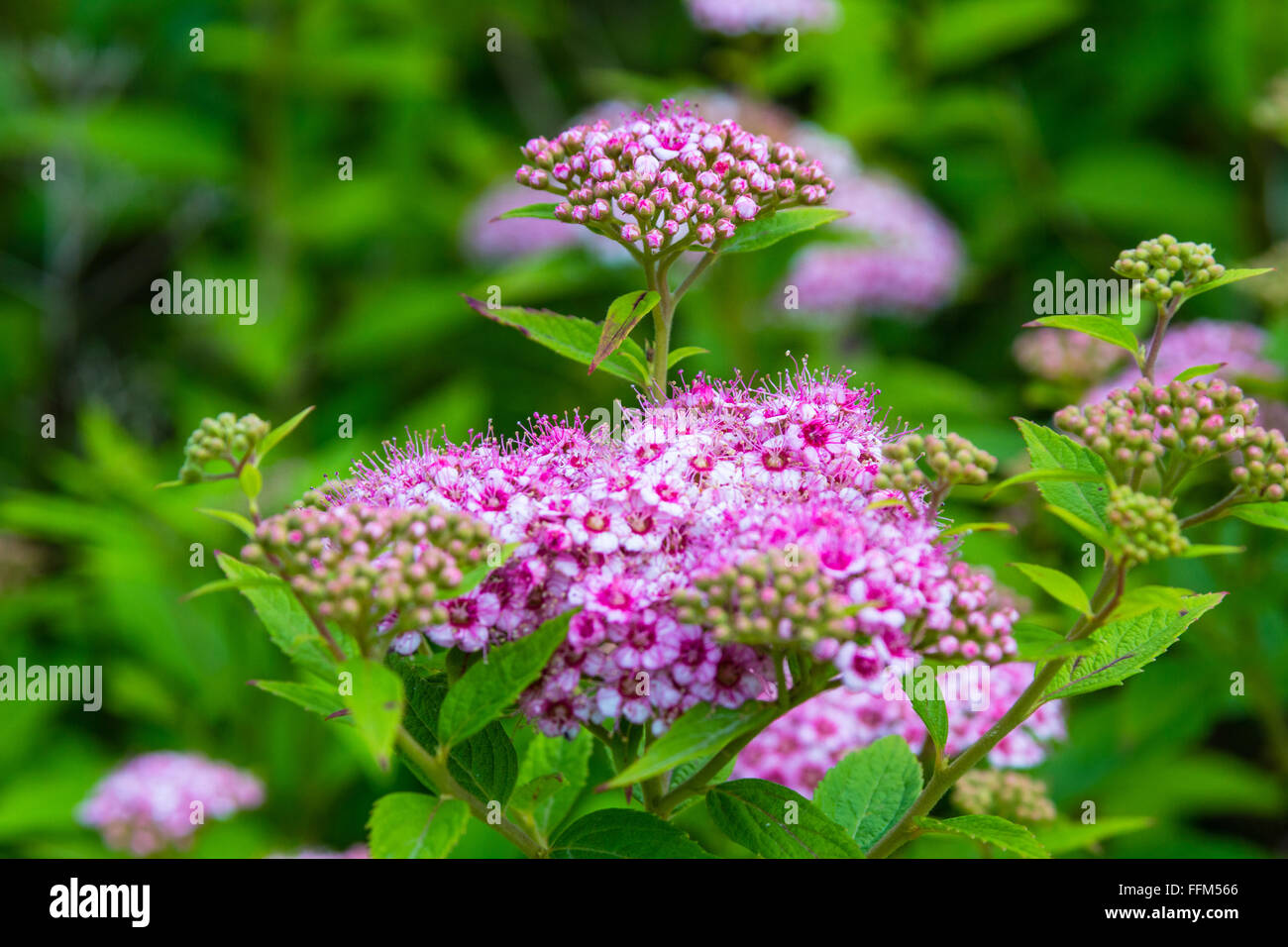 Pink spirea flowers Stock Photo - Alamy