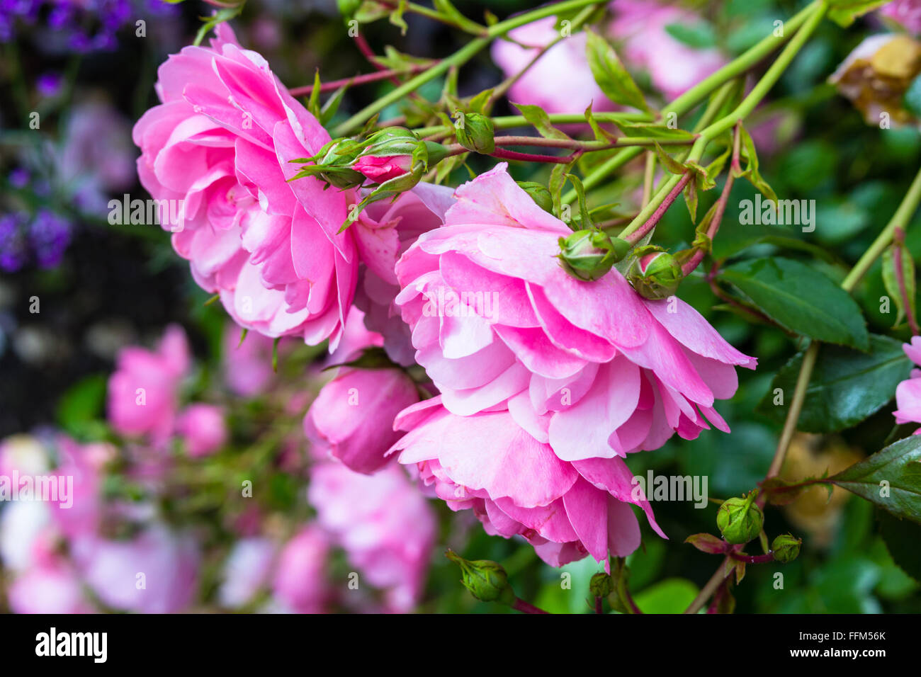 Lovely pink climbing roses Stock Photo - Alamy