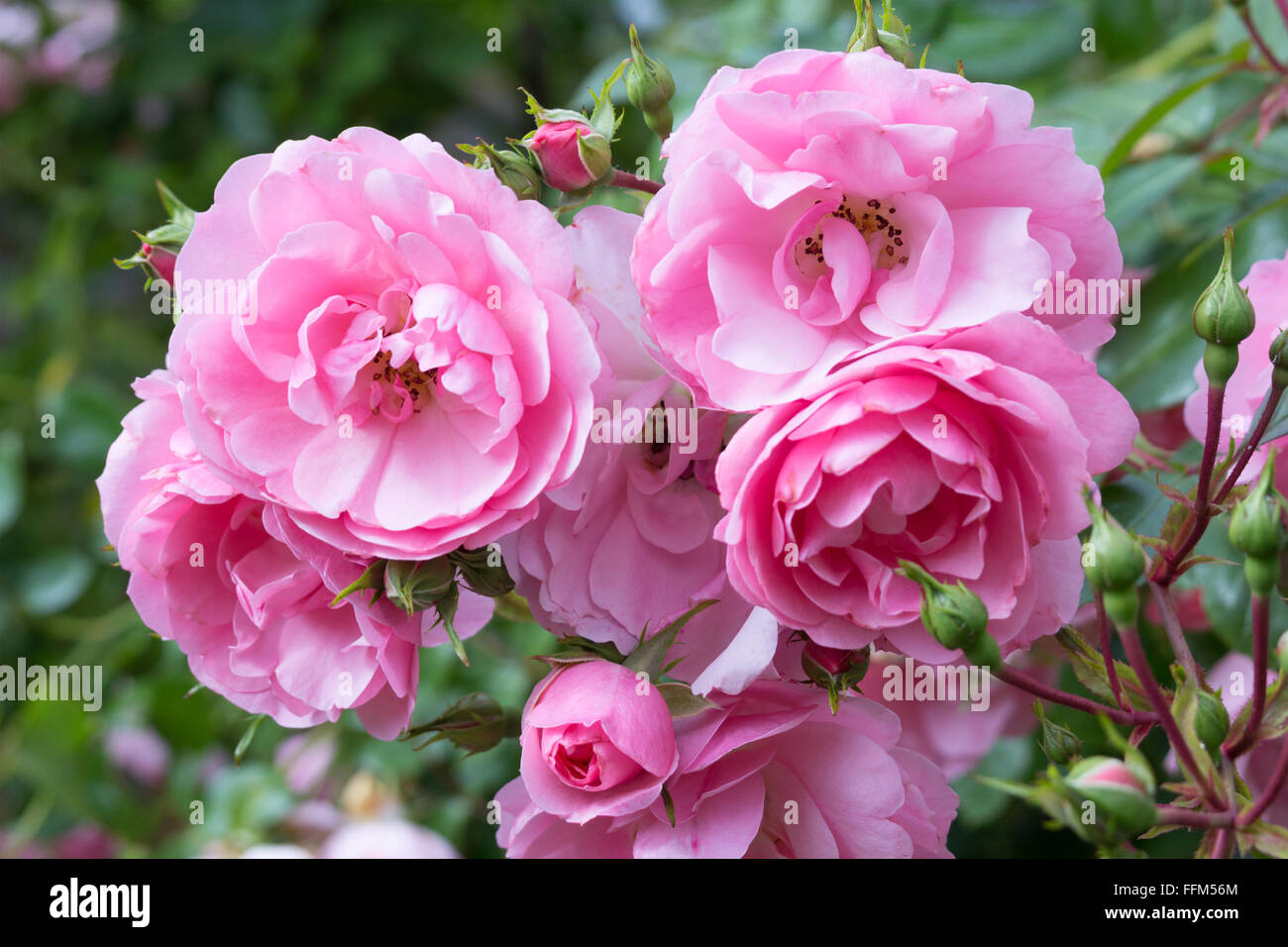 Climbing roses hi-res stock photography and images - Alamy