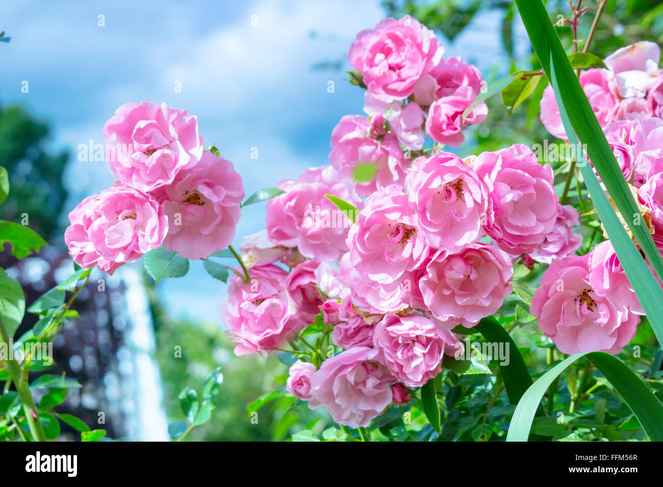 Lovely pink roses against blue sky, close up Stock Photo - Alamy