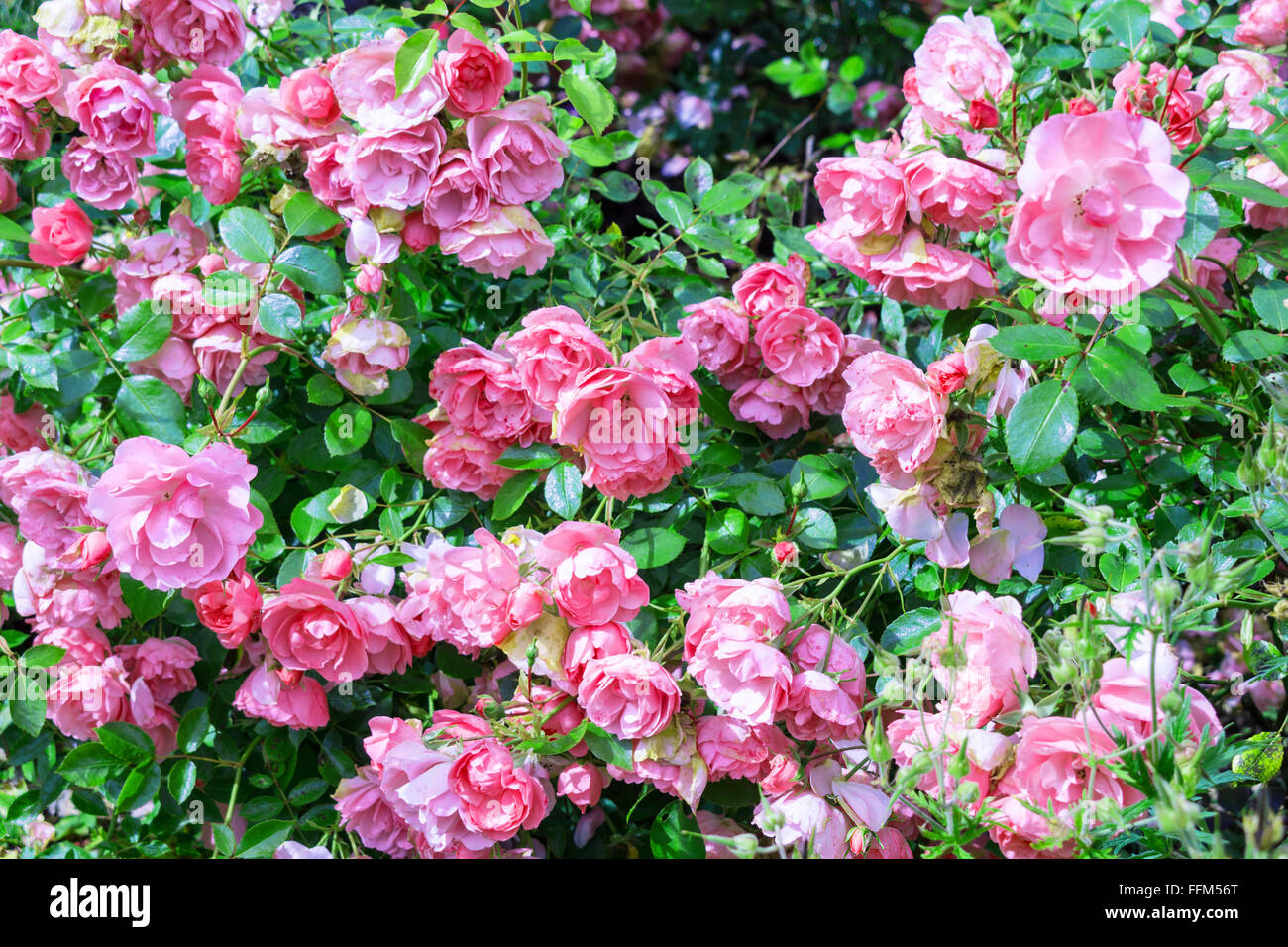 Lovely pink roses bush in the garden Stock Photo - Alamy
