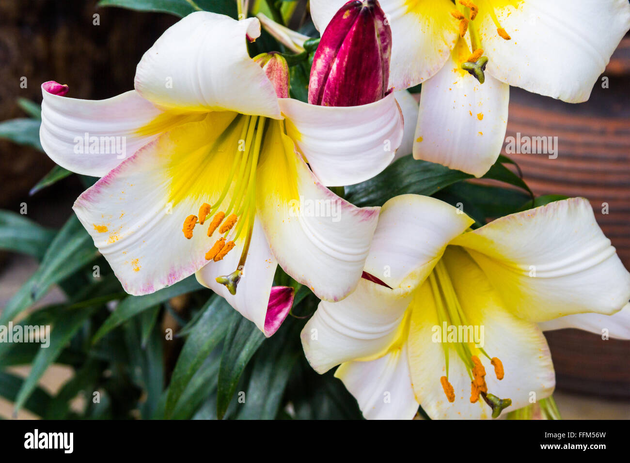 Easter lilies border hi-res stock photography and images - Alamy