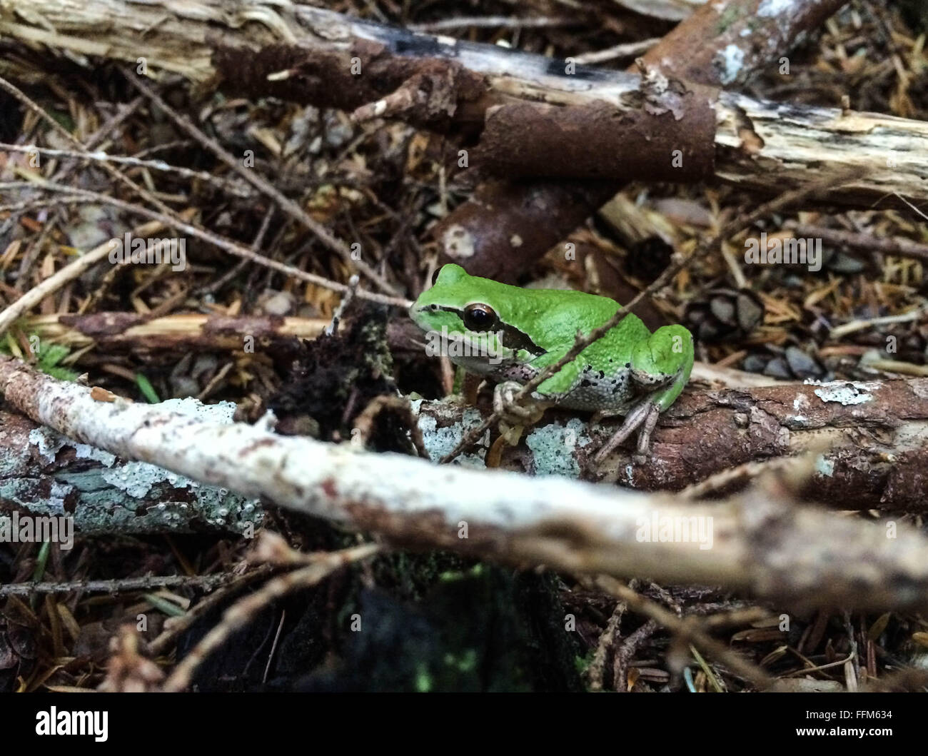 Chorus Frog Stock Photos & Chorus Frog Stock Images - Alamy