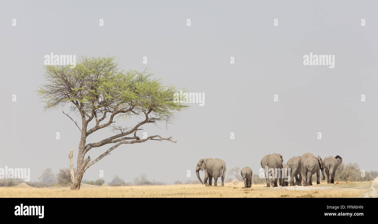 Scenic view of a herd of African Elephants walking away into the ...