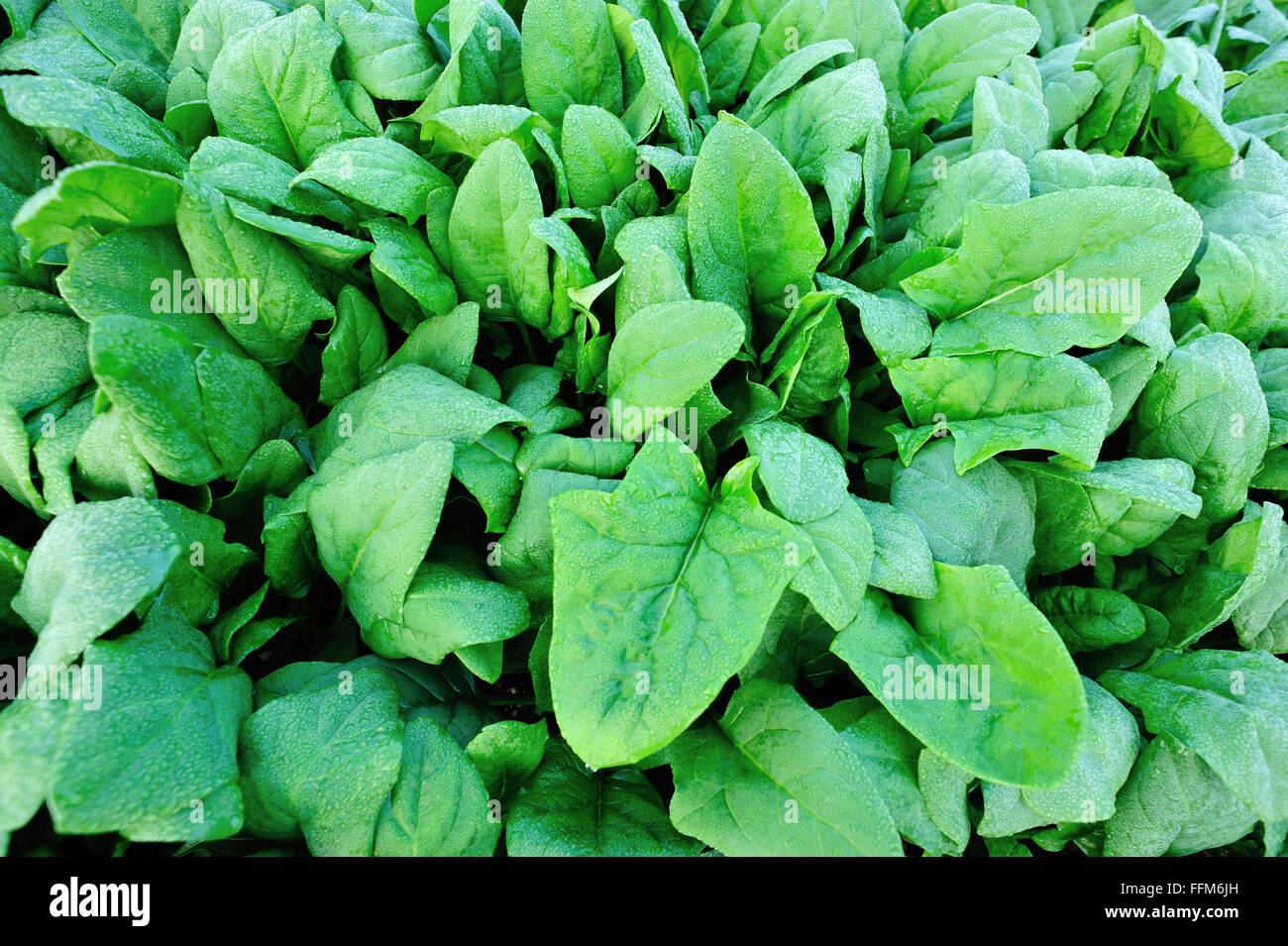 green spinach in growth at vegetable garden Stock Photo - Alamy