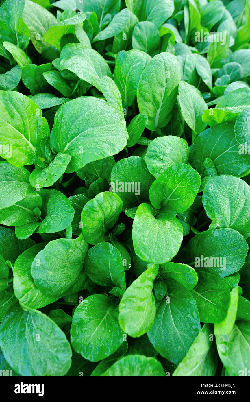 Green choy sum in growth at vegetable garden Stock Photo - Alamy