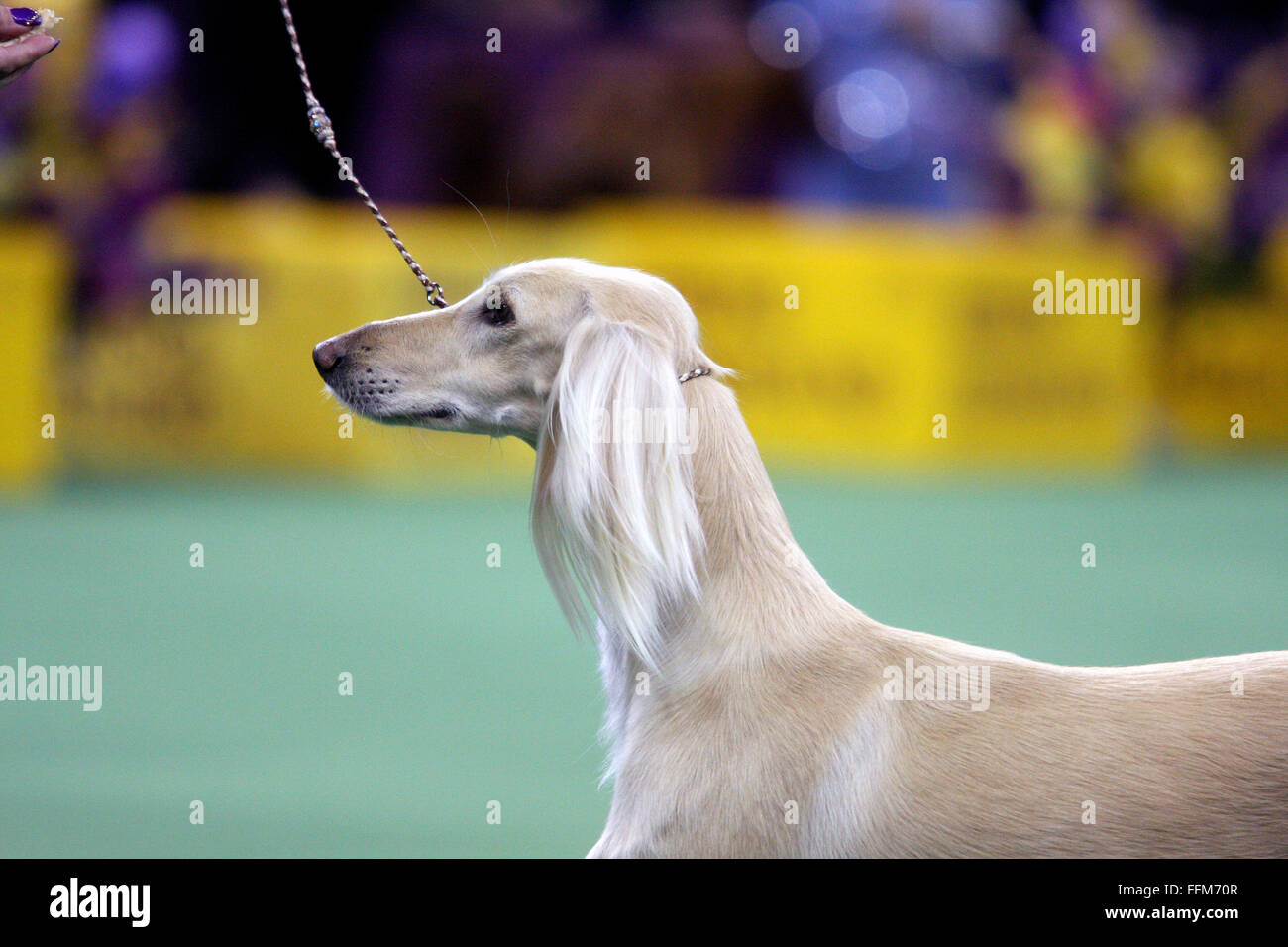 Saluki competing at westminster dog show hi-res stock photography and ...