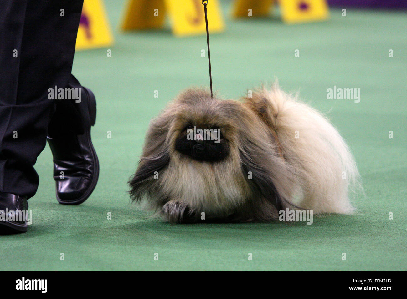 Westminster Dog Show Toy Group Stock Photos & Westminster Dog Show Toy ...