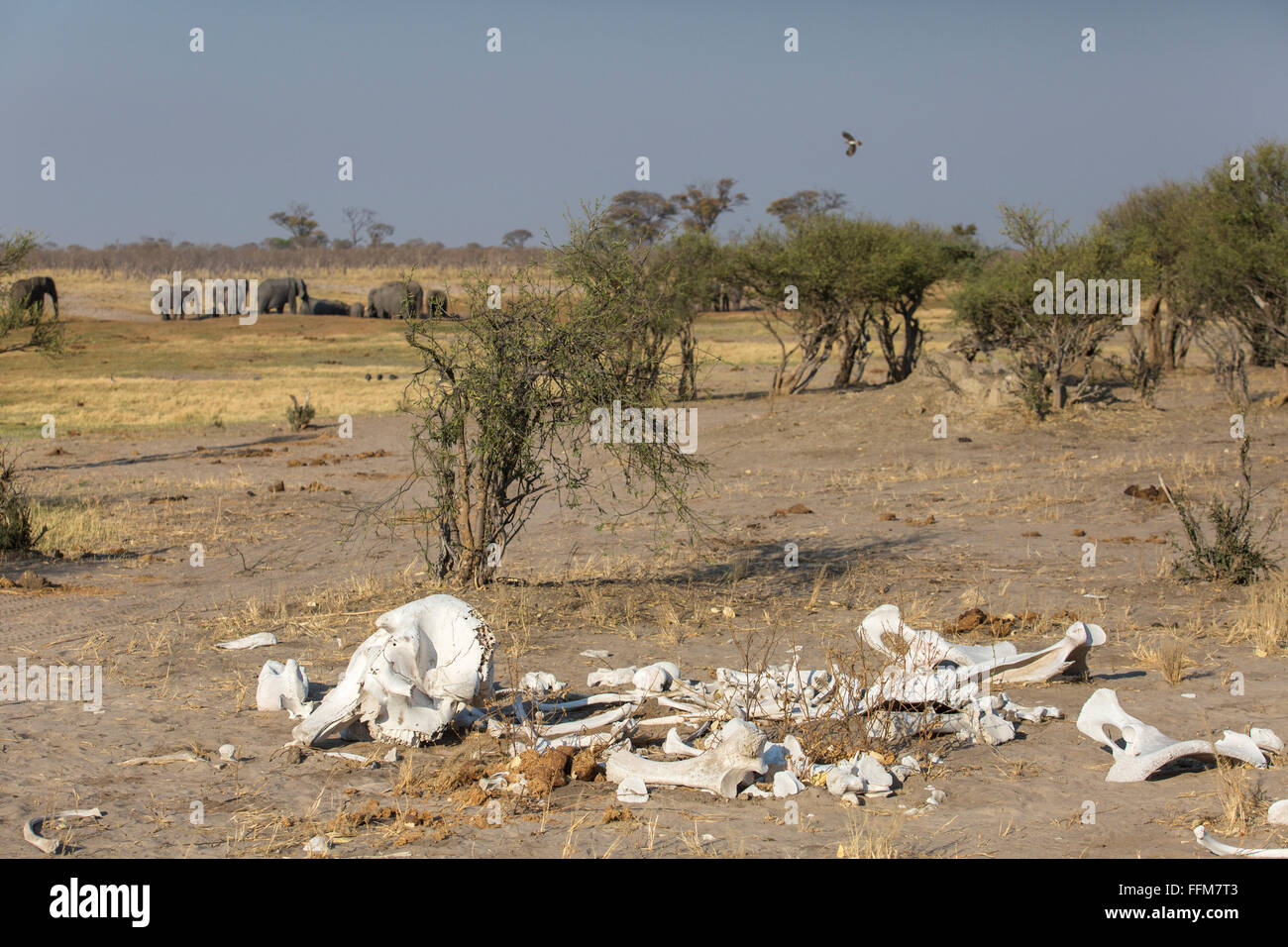 Scenic view of the sun-bleached bones of a dead elephant with a herd ...