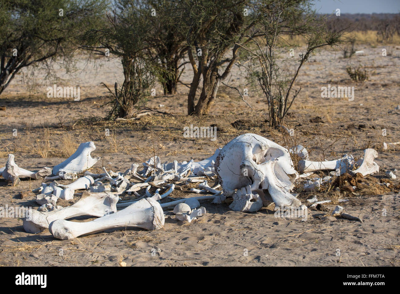 Sun-bleached white bones and skull of a dead elephant Stock Photo - Alamy