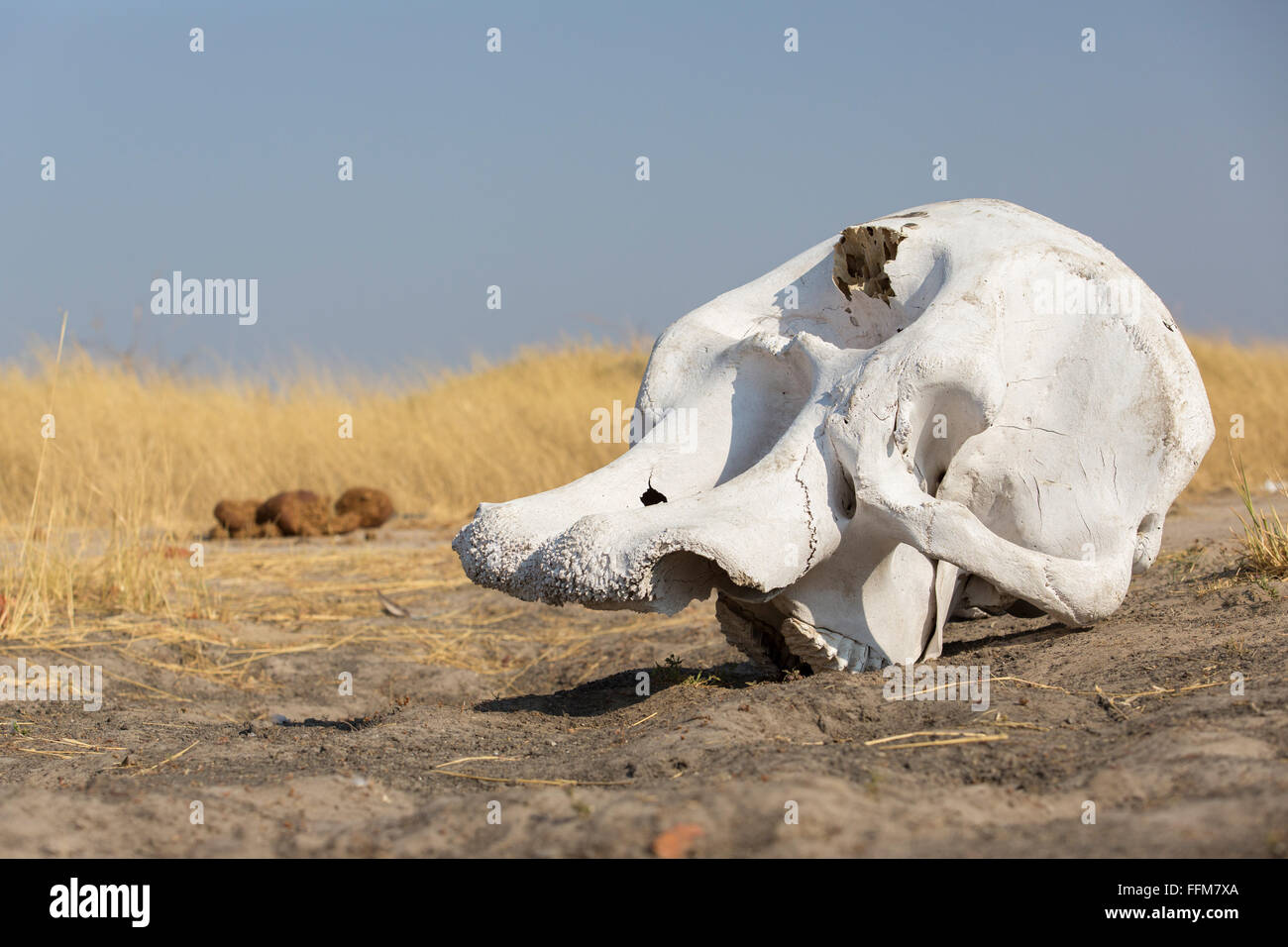Elephant skull hi-res stock photography and images - Alamy