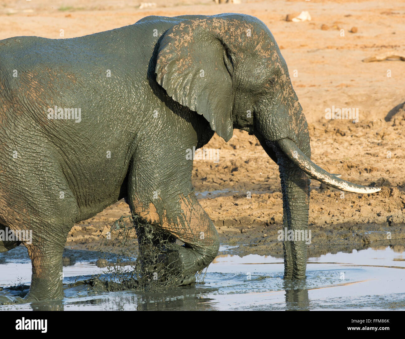 Large bull elephant in a muddy waterhole in central Hwange Stock Photo ...