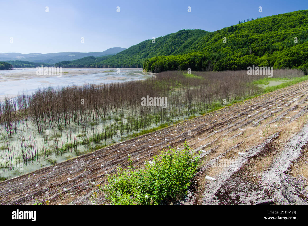 Wetlands swamp created by the sediment retention dam on North Fork ...