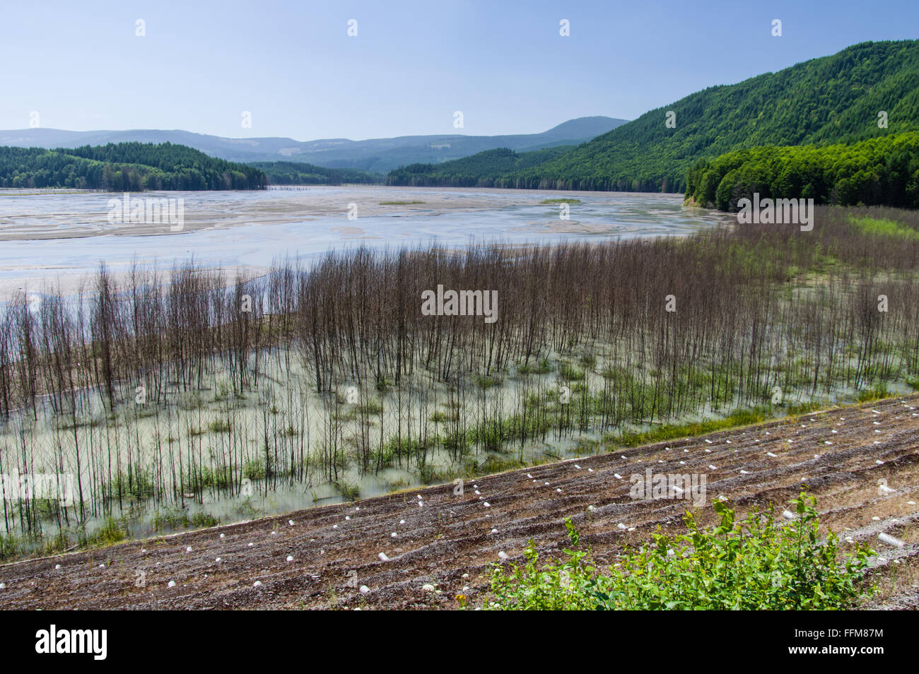 Wetlands swamp created by the sediment retention dam on North Fork ...