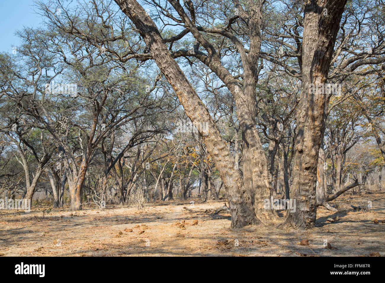 Indigenous tree zimbabwe hi-res stock photography and images - Alamy