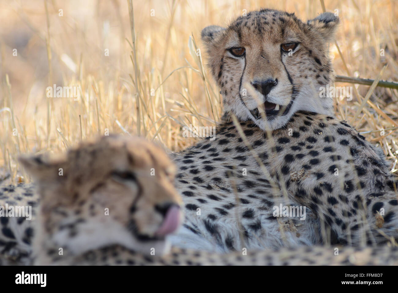 Two cheetah brothers resting in grass in afternoon sunlight in Moremi ...