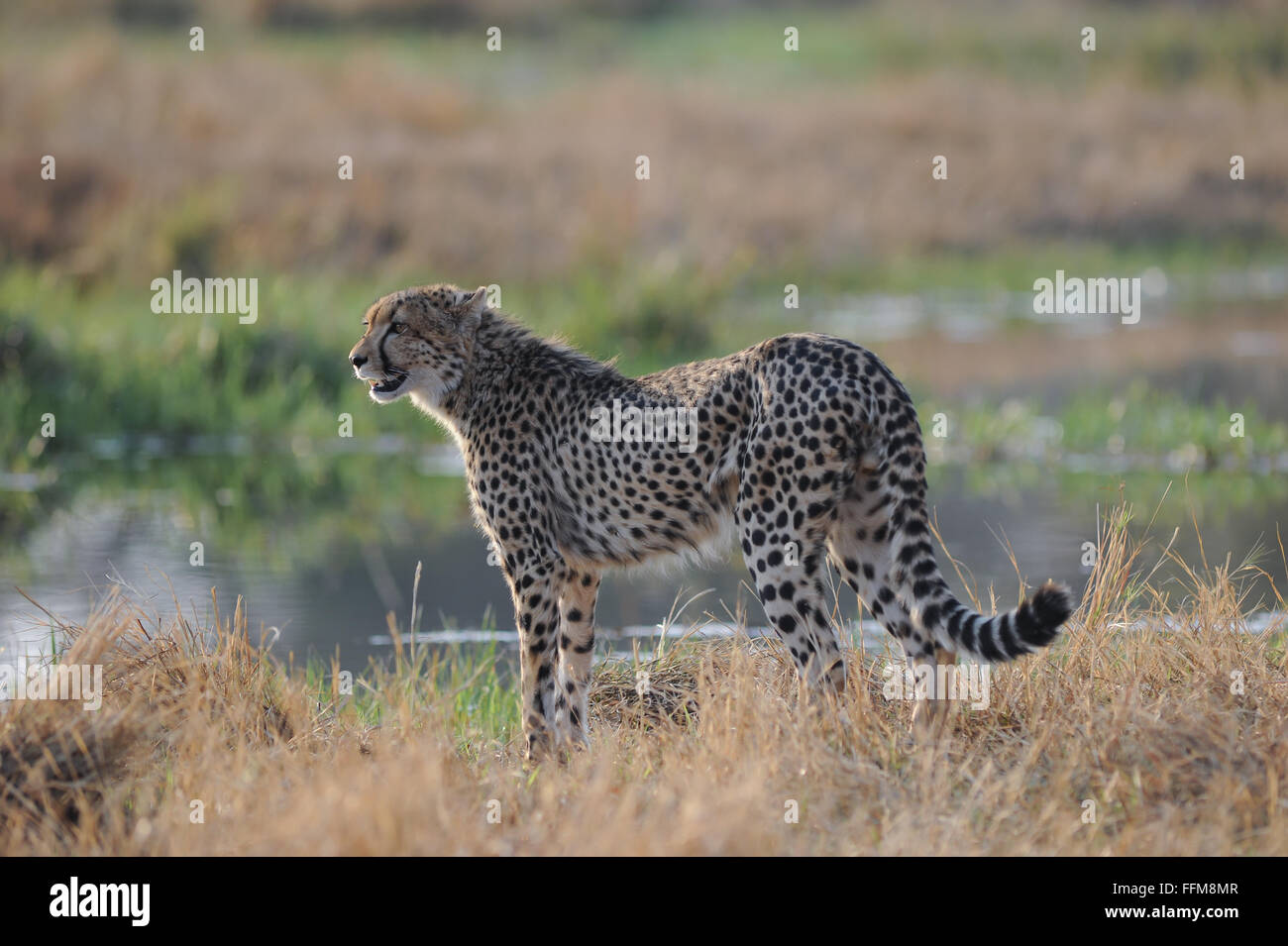 Beautiful male cheetah (acinonyx jubatus) in afternoon sunlight in ...