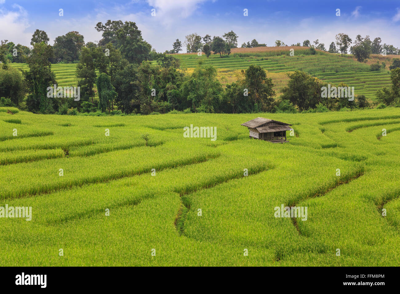 The rice fields in the country of Thailand Stock Photo - Alamy