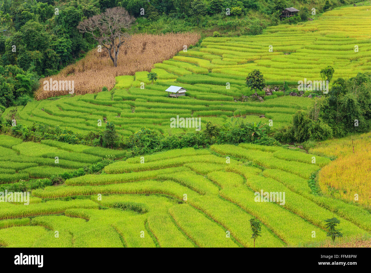 Thailand grain hi-res stock photography and images - Alamy