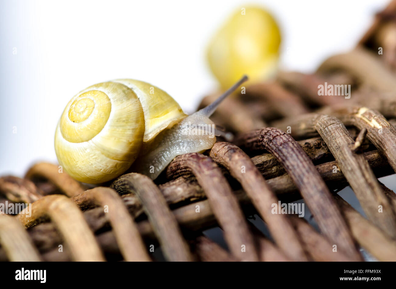 detail of snail on wooden background Stock Photo - Alamy