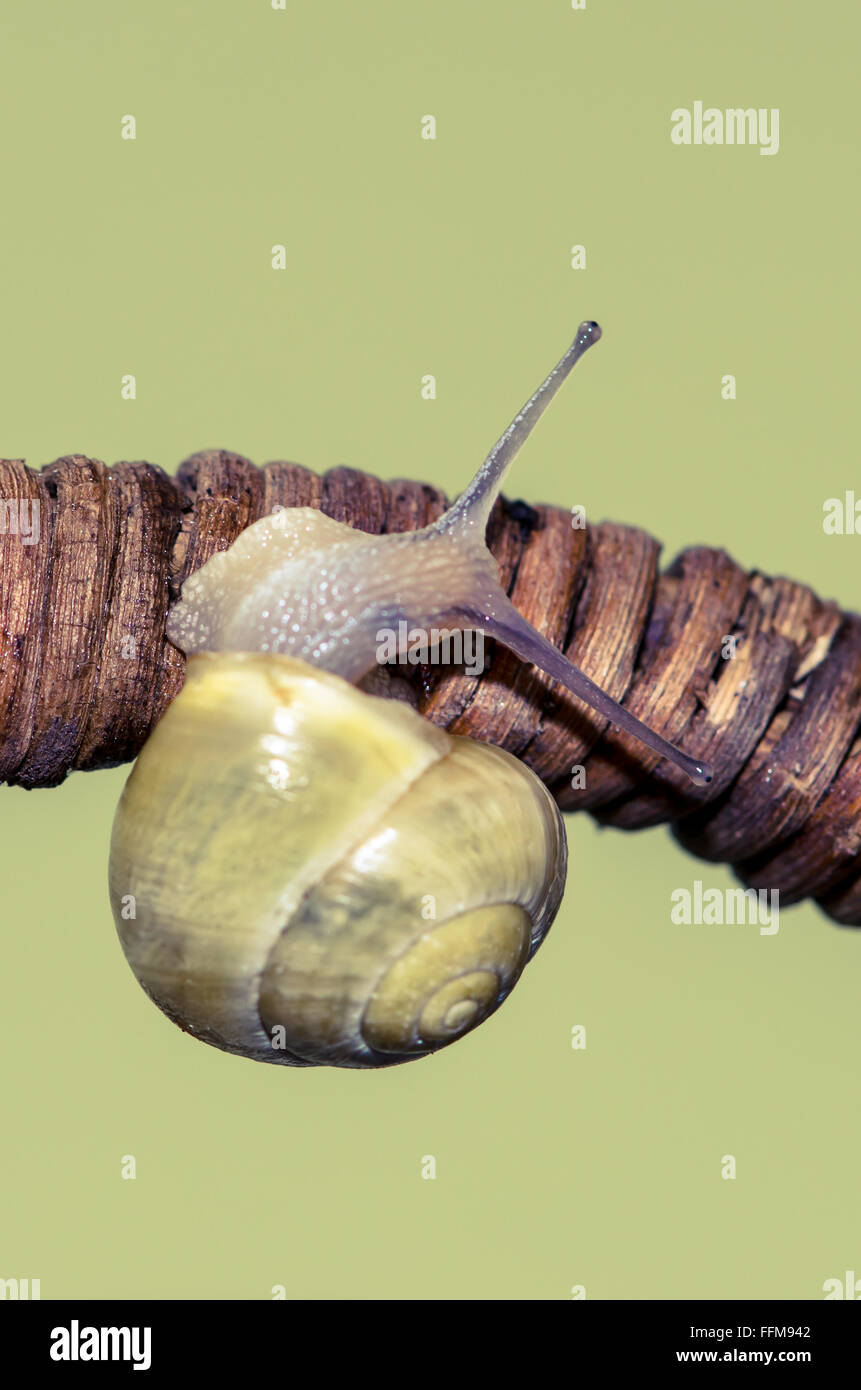 detail of snail on wooden background Stock Photo - Alamy