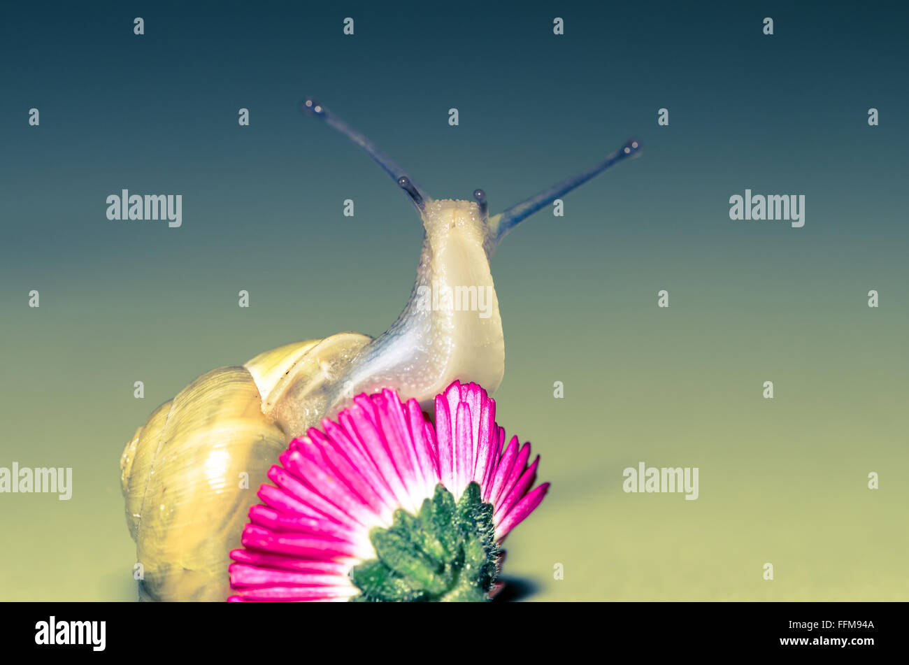detail of snail on green background Stock Photo - Alamy